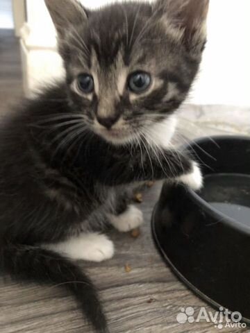 Кошка в дар