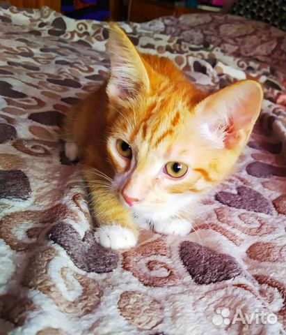 Солнышко в добрые руки