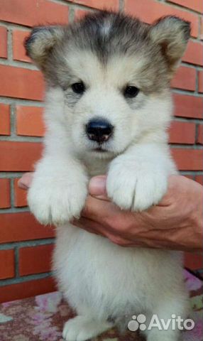 Аляскинский маламут