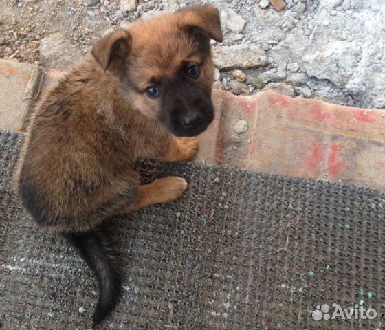 Щенки немецкой овчарки