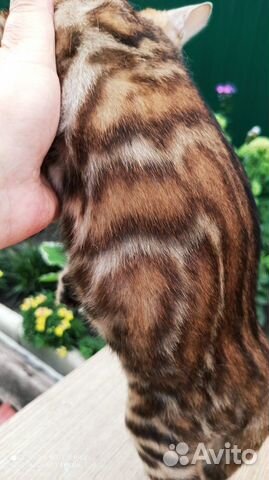 Рыжий красавчик