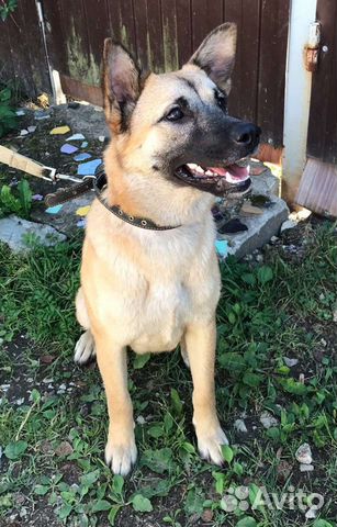 Самый верный друг-Арчи ищет семью