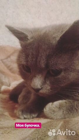 Отдам кошку в добрые руки