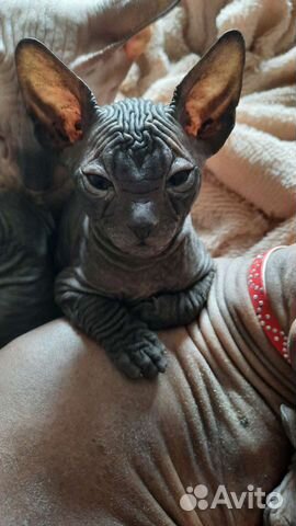 Донской сфинкс котята