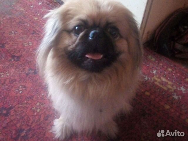 Вязка пекинес