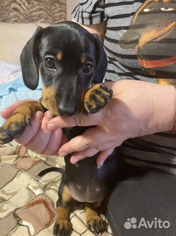 Щенки таксы