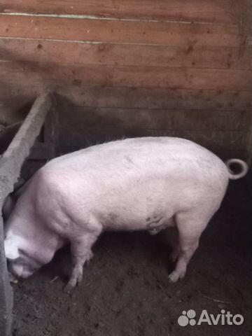 Продаю племянного хряка, порода Крупная Белая