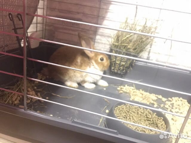 Карликовый кролик