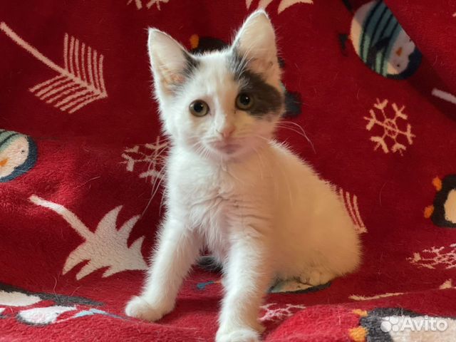 Малышка Лиу 2,5 месяца в добрые руки