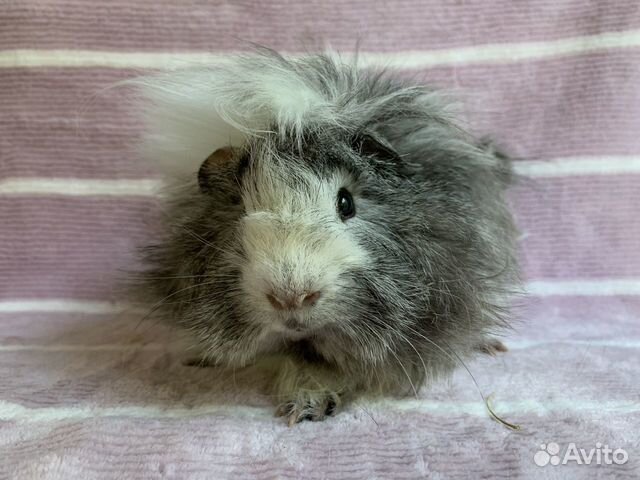 Морская свинка перуанец красавчик