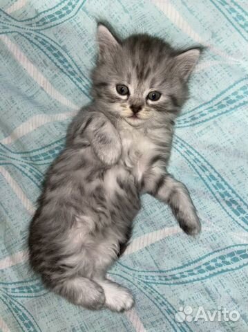 Британская кошка