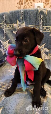 Собаки щенок