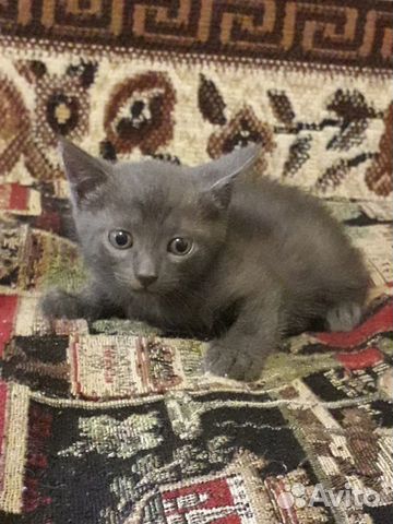 Котенок в добрые руки. Котик, 1,5 месяца