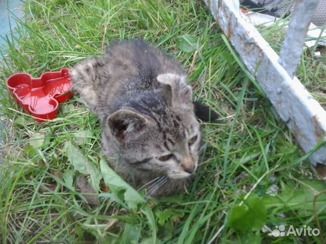 Котёнок ищет дом или передержку. Здоров
