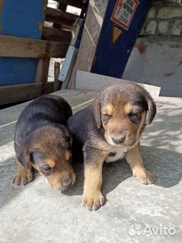 Щенки гончих