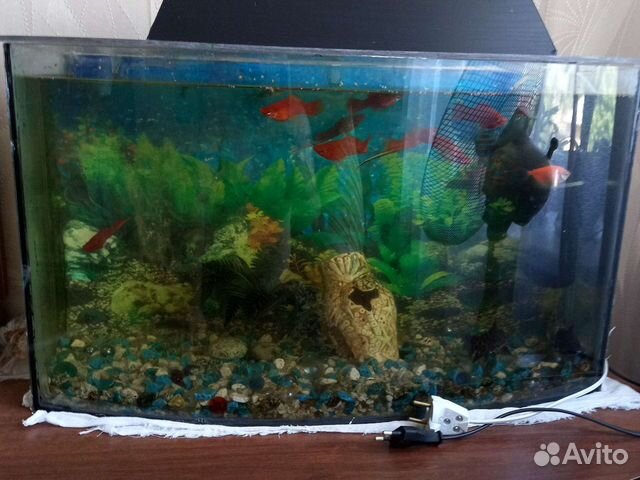 Аквариум с рыбками оснащенный