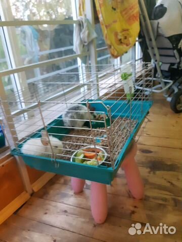 Декоративные кролики