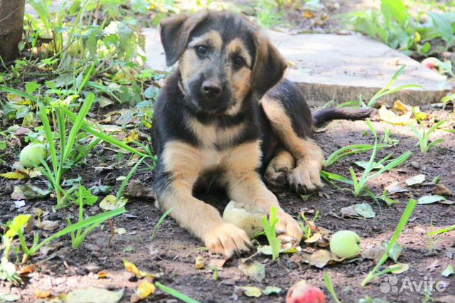 Красотка Фаня в дар, в добрые руки