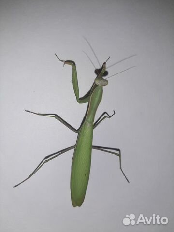 Самка богомола