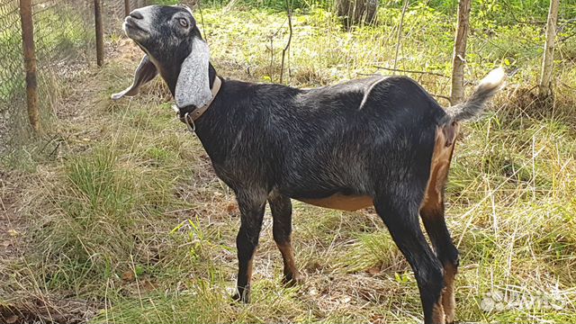 Альпийско нубийская коза