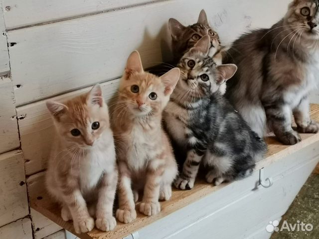 Курильский бобтейл