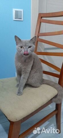 Кошка в дар