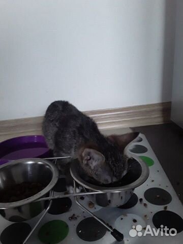 Отдам котенка (девочку)