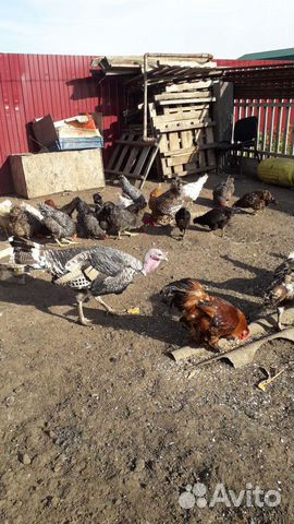Куры несушки,доминанты
