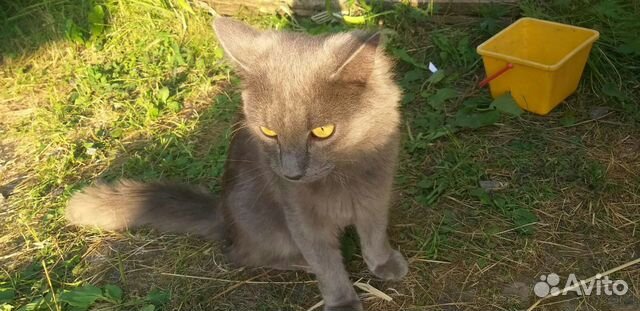Отдам кота