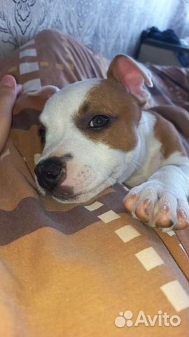 Стаффордширский терьер