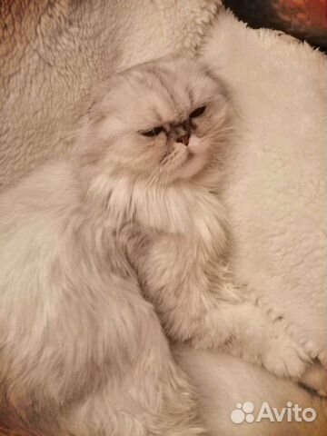 Шотландская вислоухая кошка Скотиш Фолд 15 августа