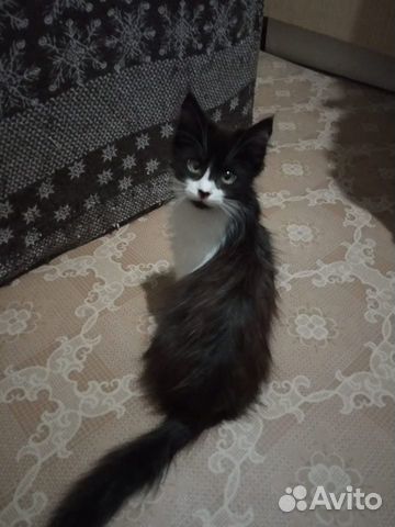 Котенок