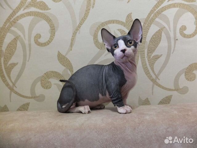 Девочка бамбино