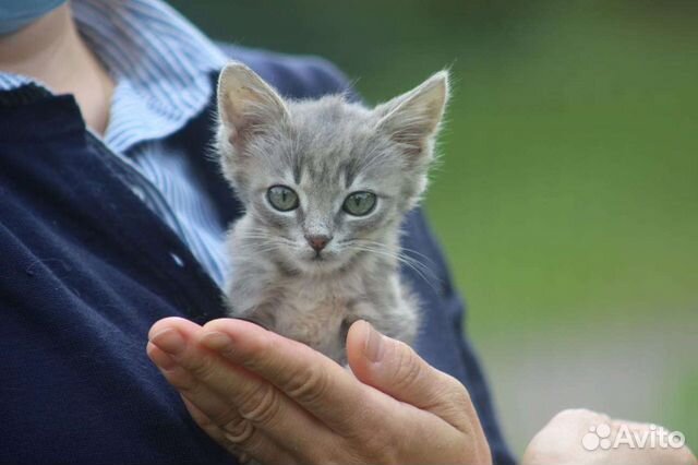 Котенок сверхласковый и очень ручной в дар 1,5 мес