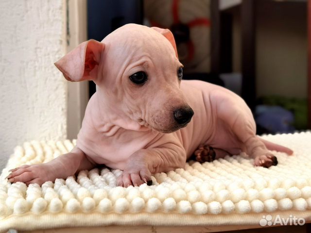 Американский голый терьер - сфинкс