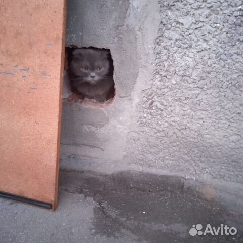 Голубой, вислоухий кот из подвала