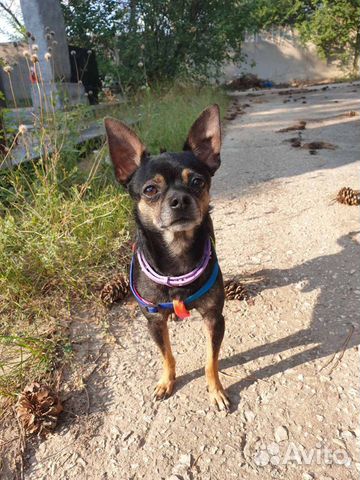 Найдена собака,пинчер