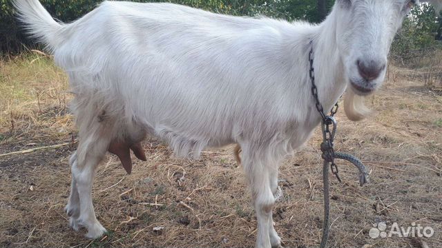 Козы двойные зааненские