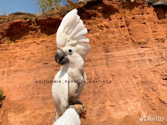 Белохохлые Какаду птенцы выкормыши