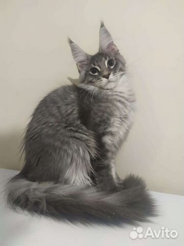 Котенок main coon