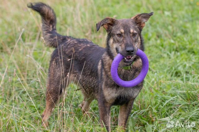 Игривый Шурик в добрые руки