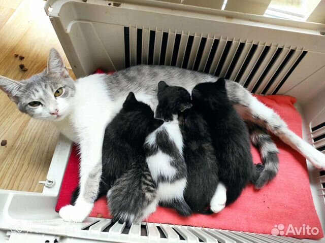 Котята, 4 сыночка и лапочка дочка
