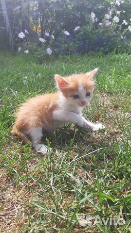 Котята разновозрастные