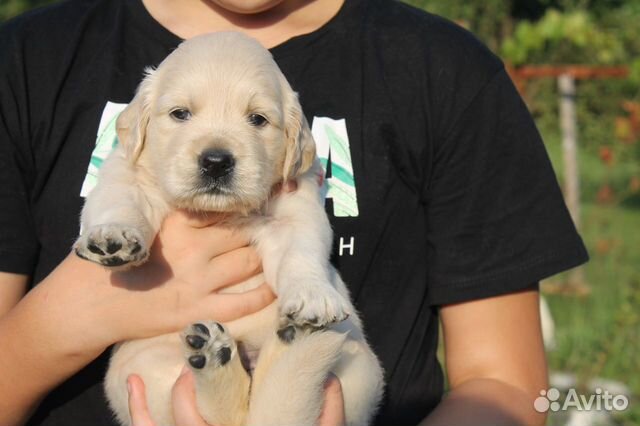 Золотистый ретривер щенки девочки