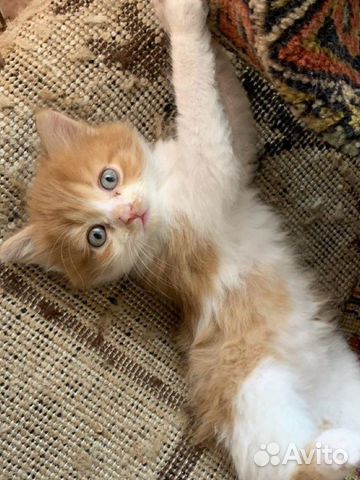 Котенок кот