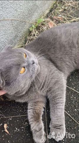 Лиловый вислоухий котик
