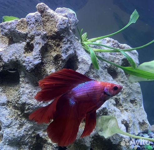 Рыбка петушок ало-берюзового цвета