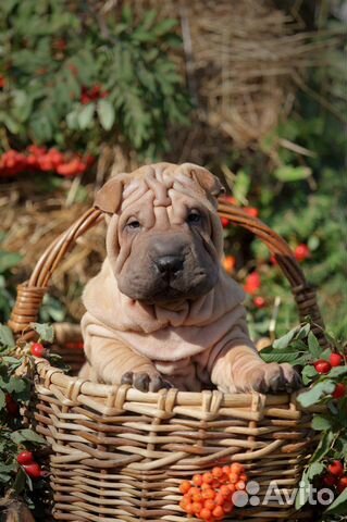 Счастье в складочку породы шарпей девочка