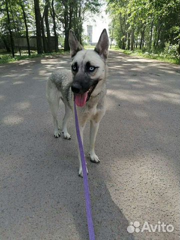 Варвара ищет дом