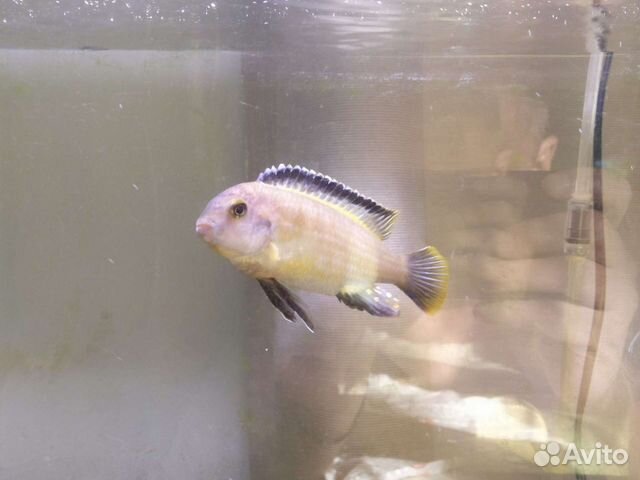 Малавийские цихлиды